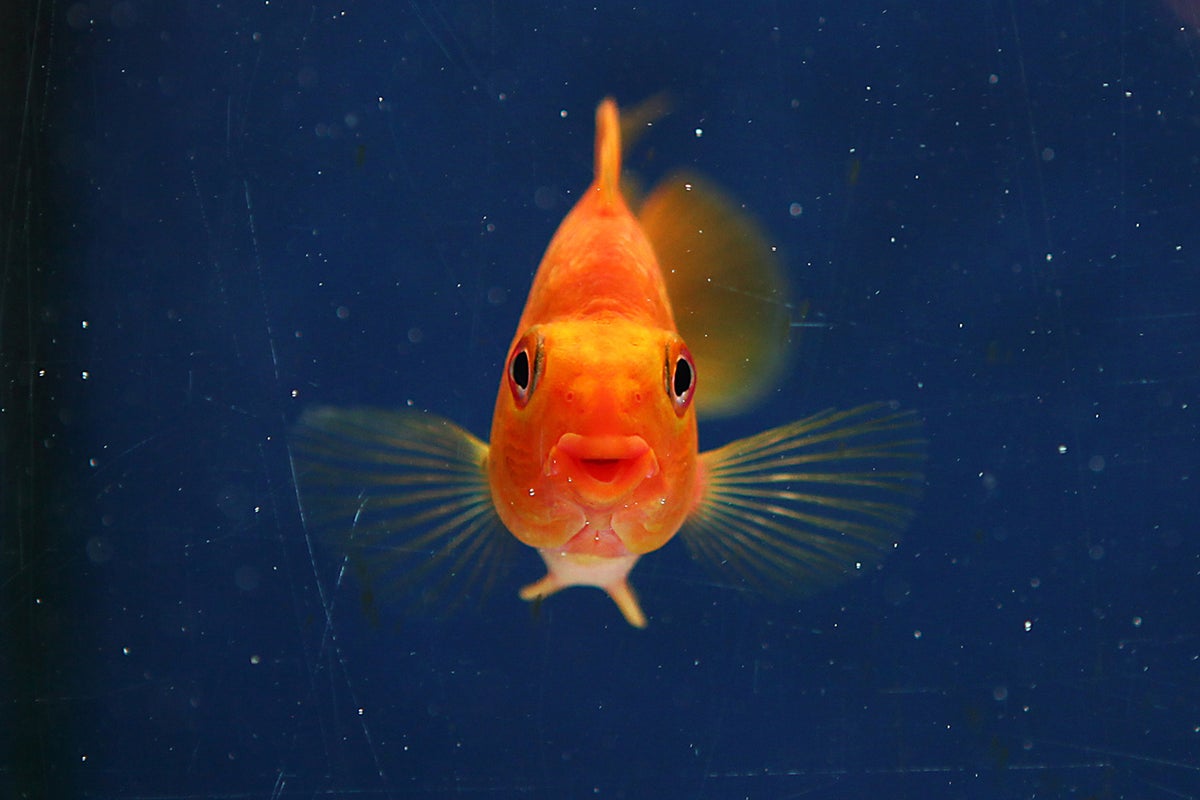 There’s new evidence about how mice — and people — evolved from fish ...