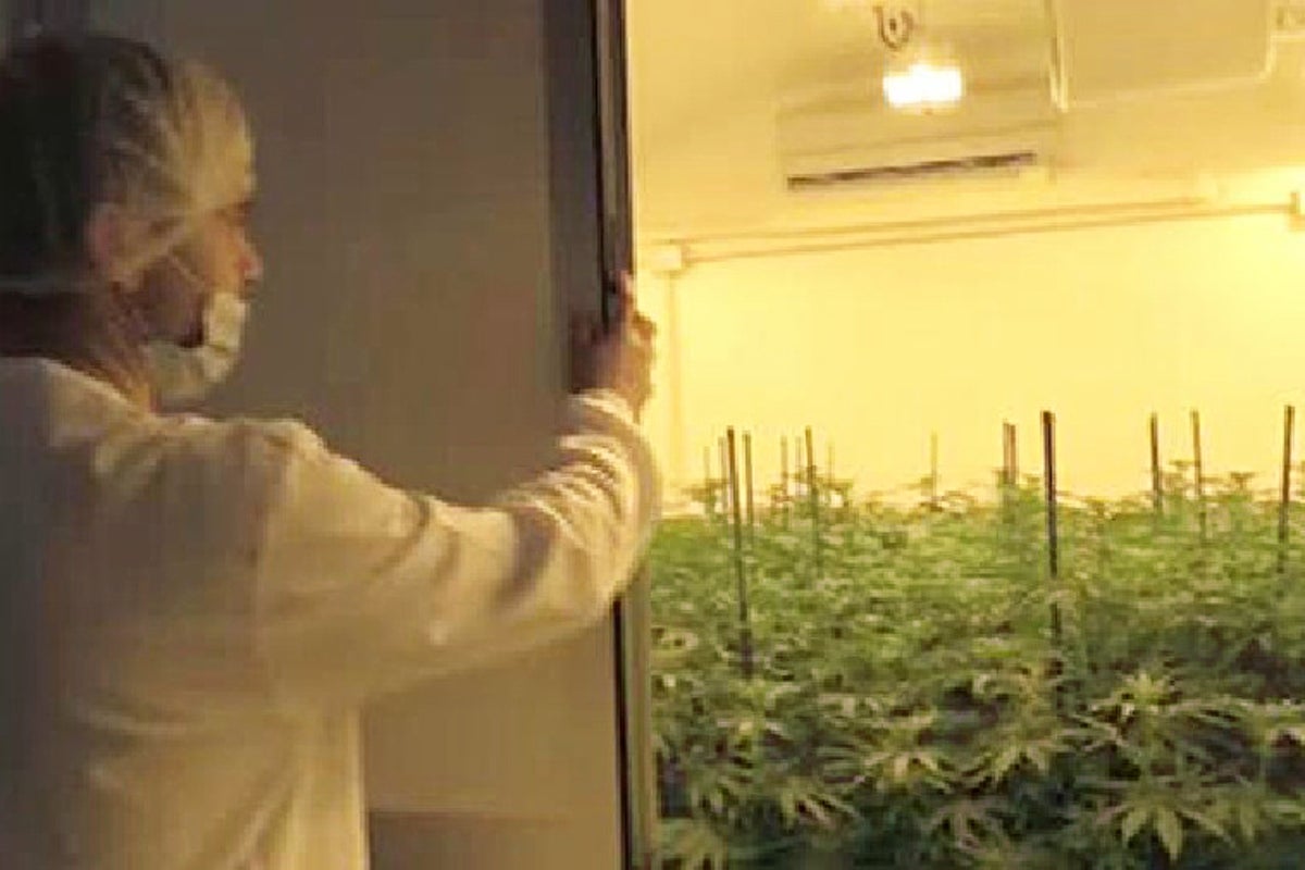 The Italian army has grown its first successful crop of marijuana | The ...