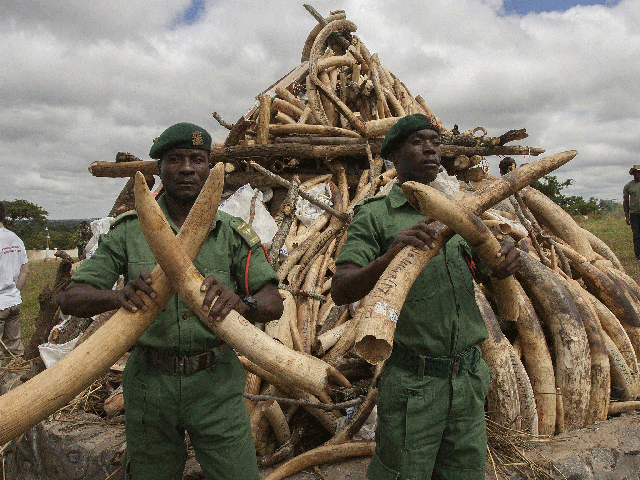 Ivory trade in the US: Items worth $1.5million sold on Craigslist ...