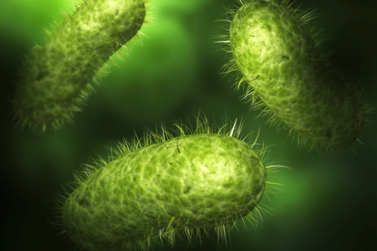 Bacteria 'talk' to each other to coordinate their actions, research ...