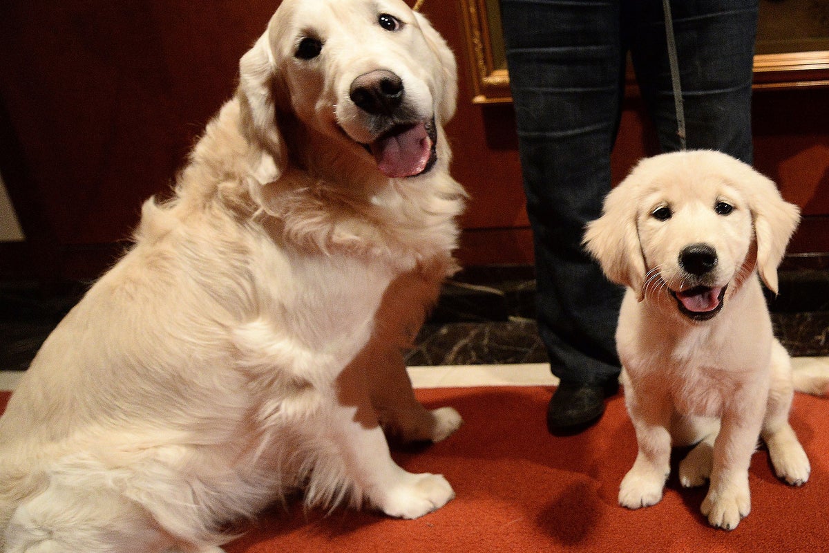 Scientists studying golden retrievers to understand why the dogs are ...