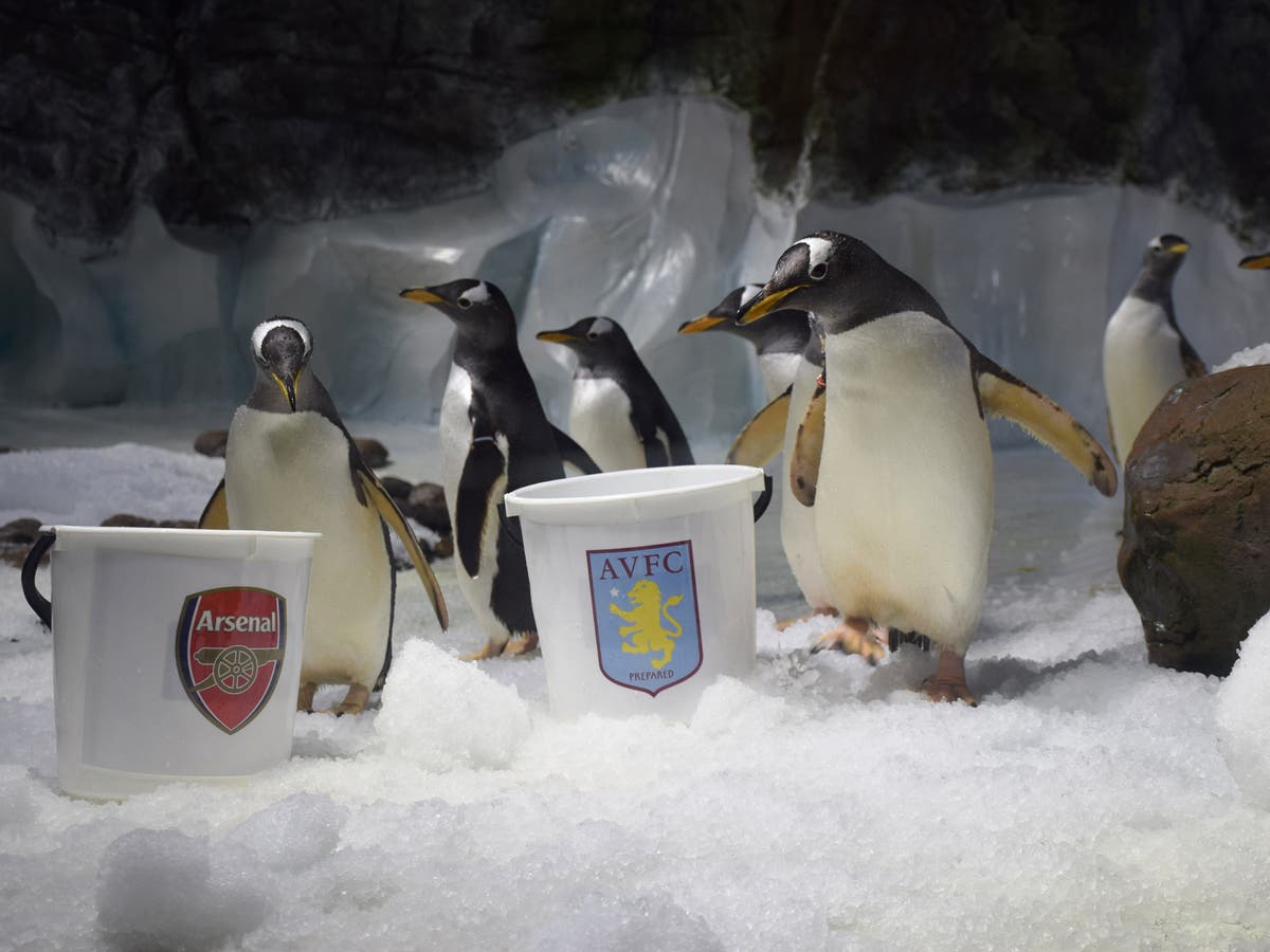 Psychic penguins have made their pick for Arsenal vs Aston Villa in the ...