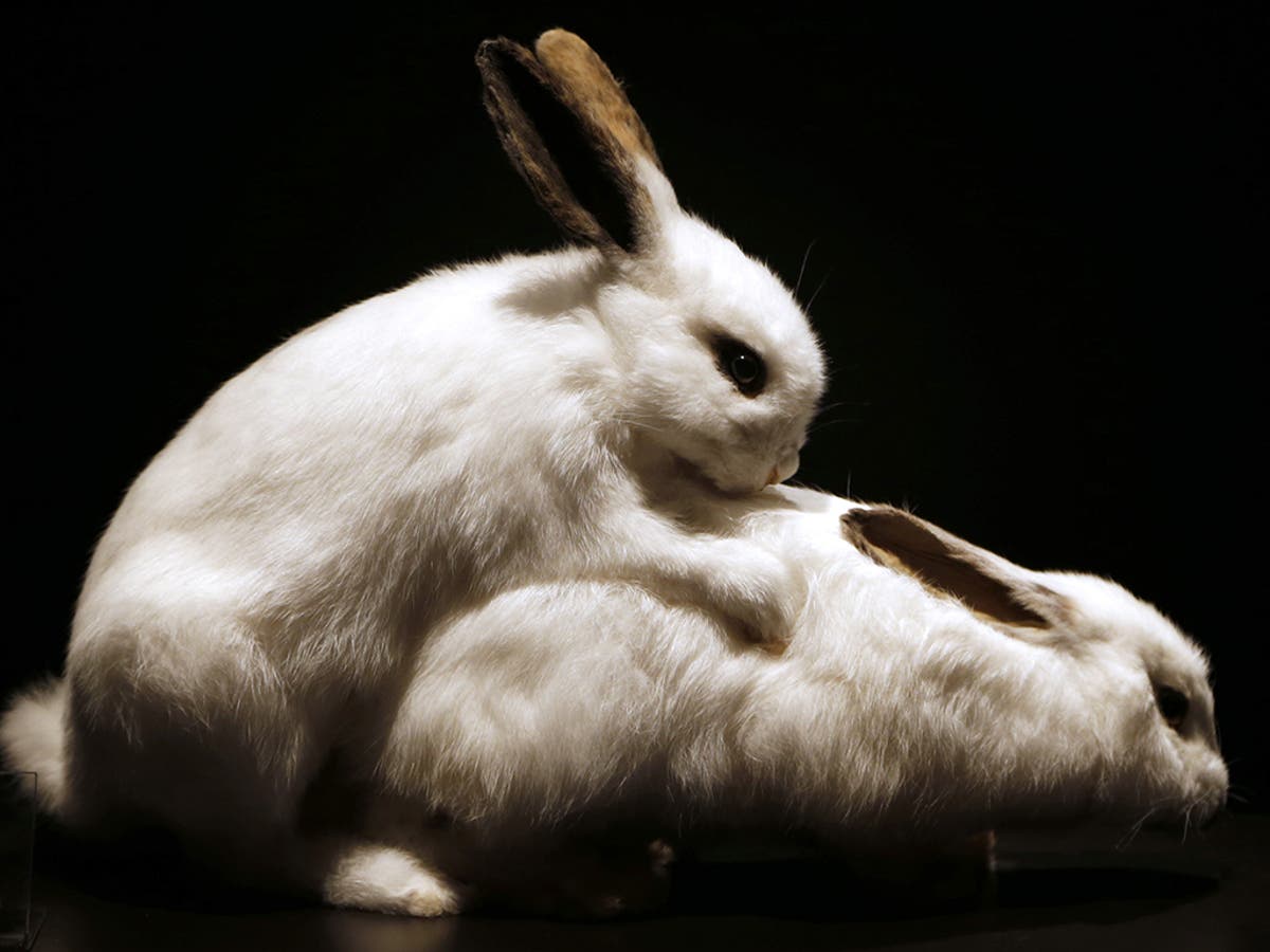 Reproduction: how much do you remember from your biology GCSE? | The ...