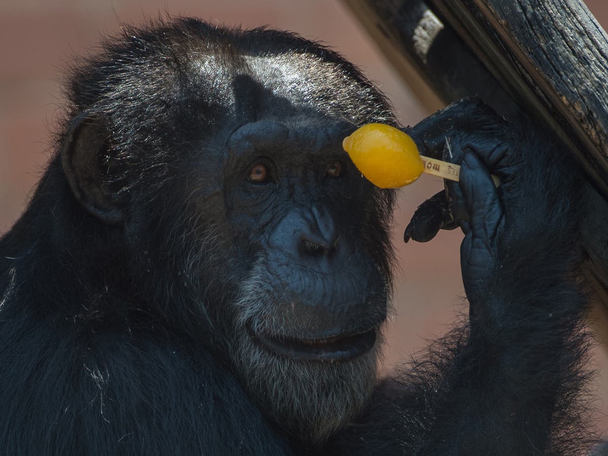 Chimps could cook their food, given the chance | The Independent | The ...