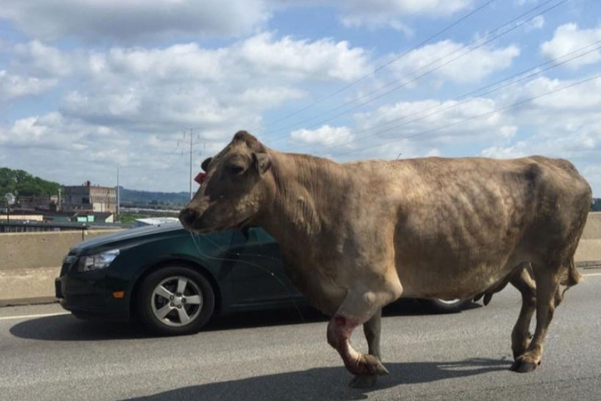Cow escapes slaughterhouse, gets shot near a McDonald's | The ...