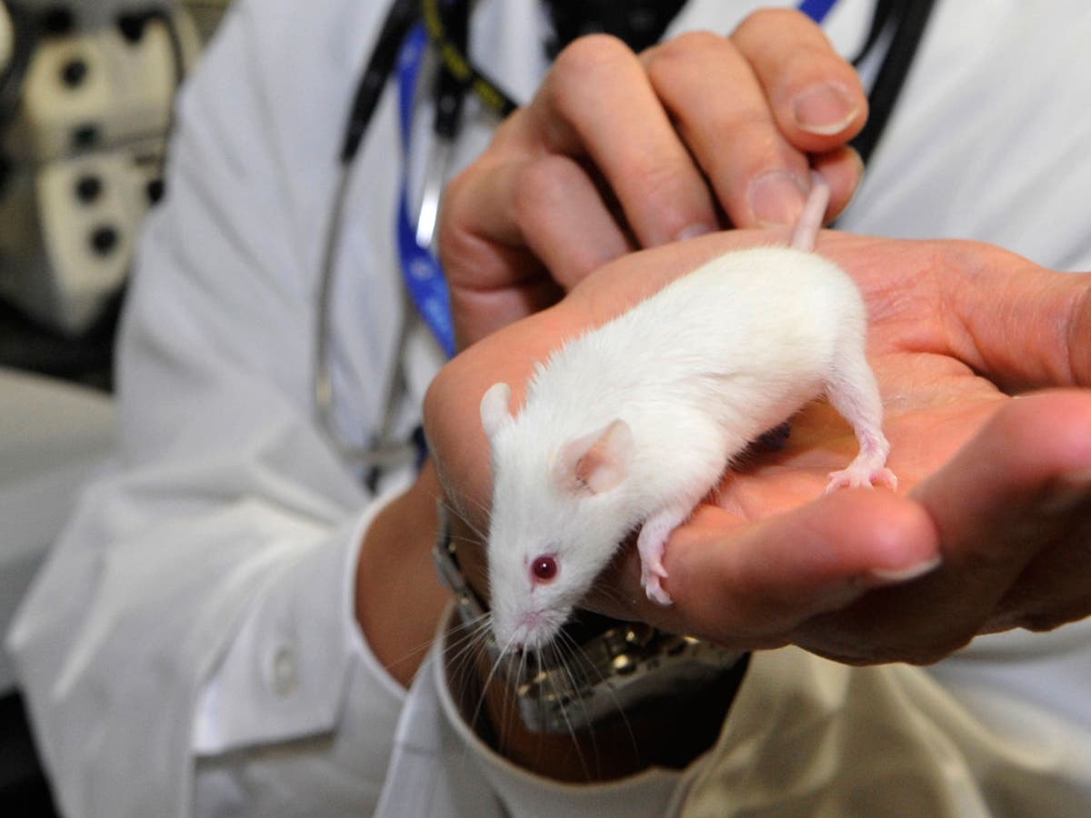 Hopes raised for treatment of severe amnesia after scientists retrieve ...