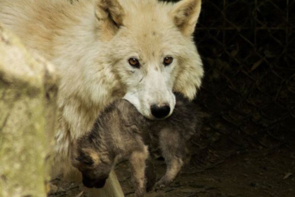 Litter of wolf pups 'first' of its kind to be born in UK | The ...