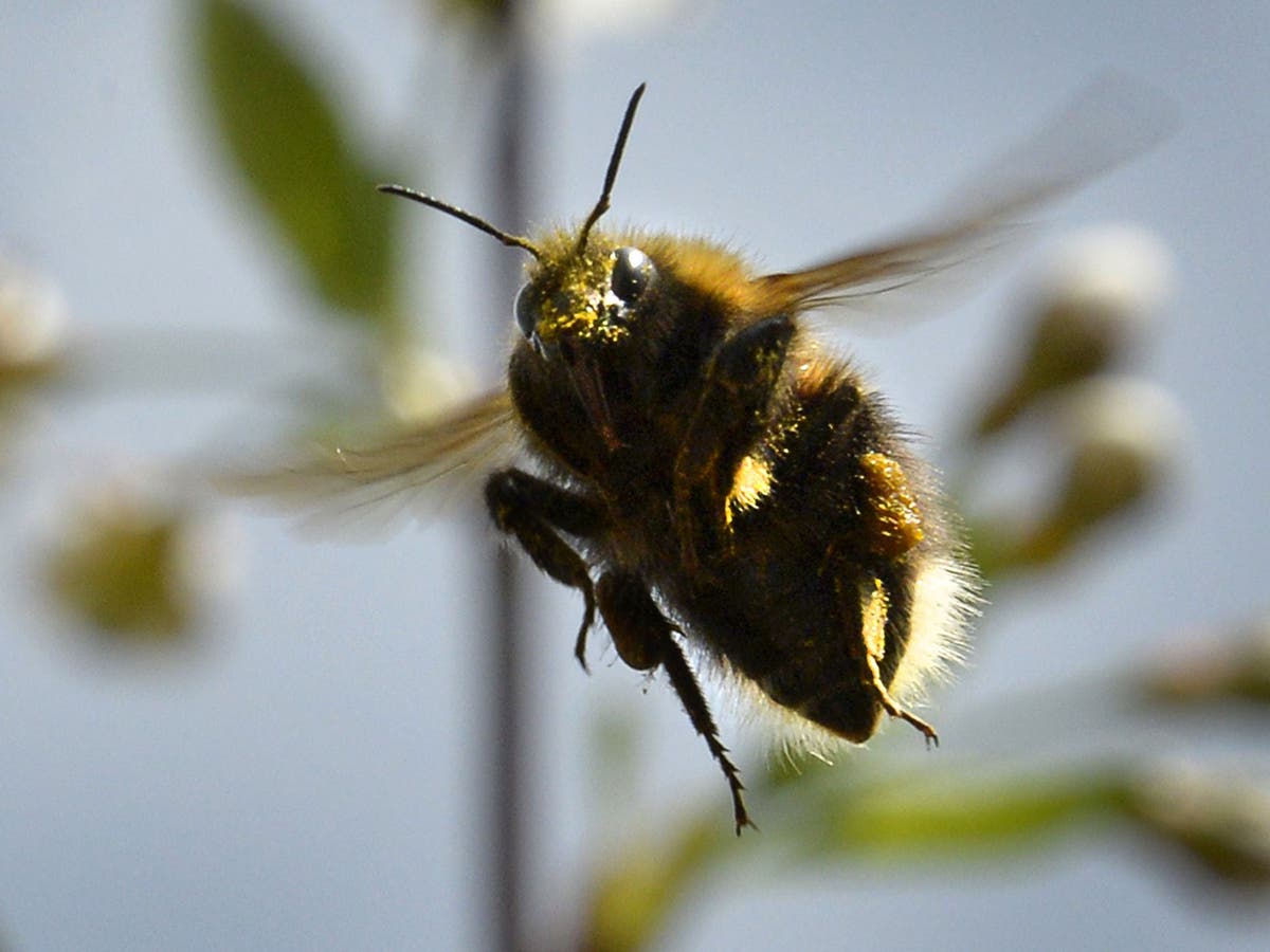Trapped bee forces Flybe plane travelling from Southampton to Dublin to ...