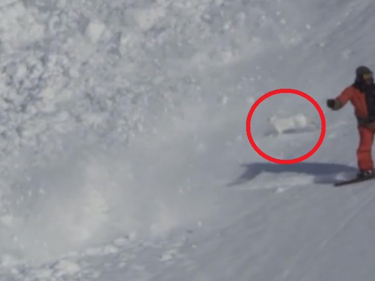 Rabbit Survives Running Through An Avalanche In Russia Video The