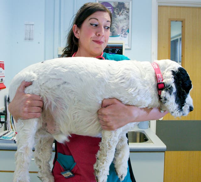 PDSA unveils the fat pets battling to be crowned winner of the 2015 Pet ...