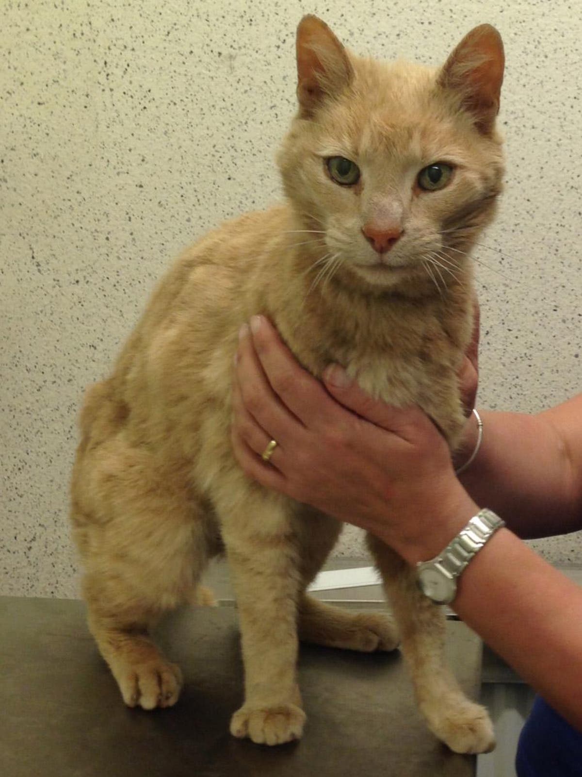 The mystery of the 25-year-old Australian cat which turned up in ...