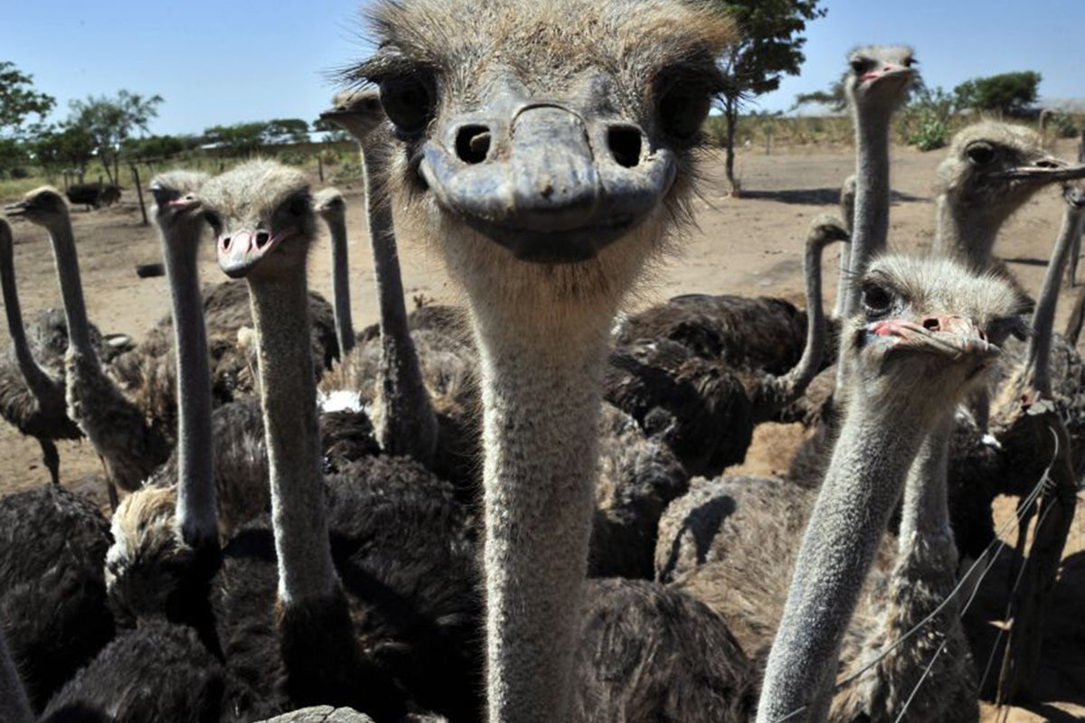 Hundreds of ostriches face cull in Canada after Supreme Court decision ...