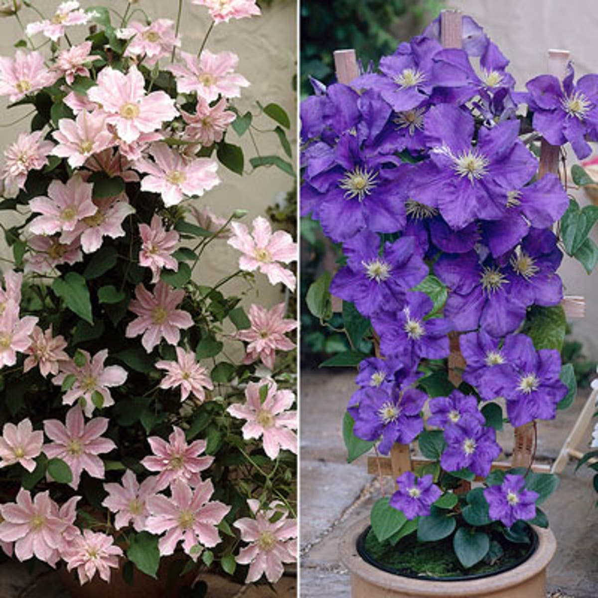 Win a pair of Boulevard Patio Clematis | The Independent | The Independent
