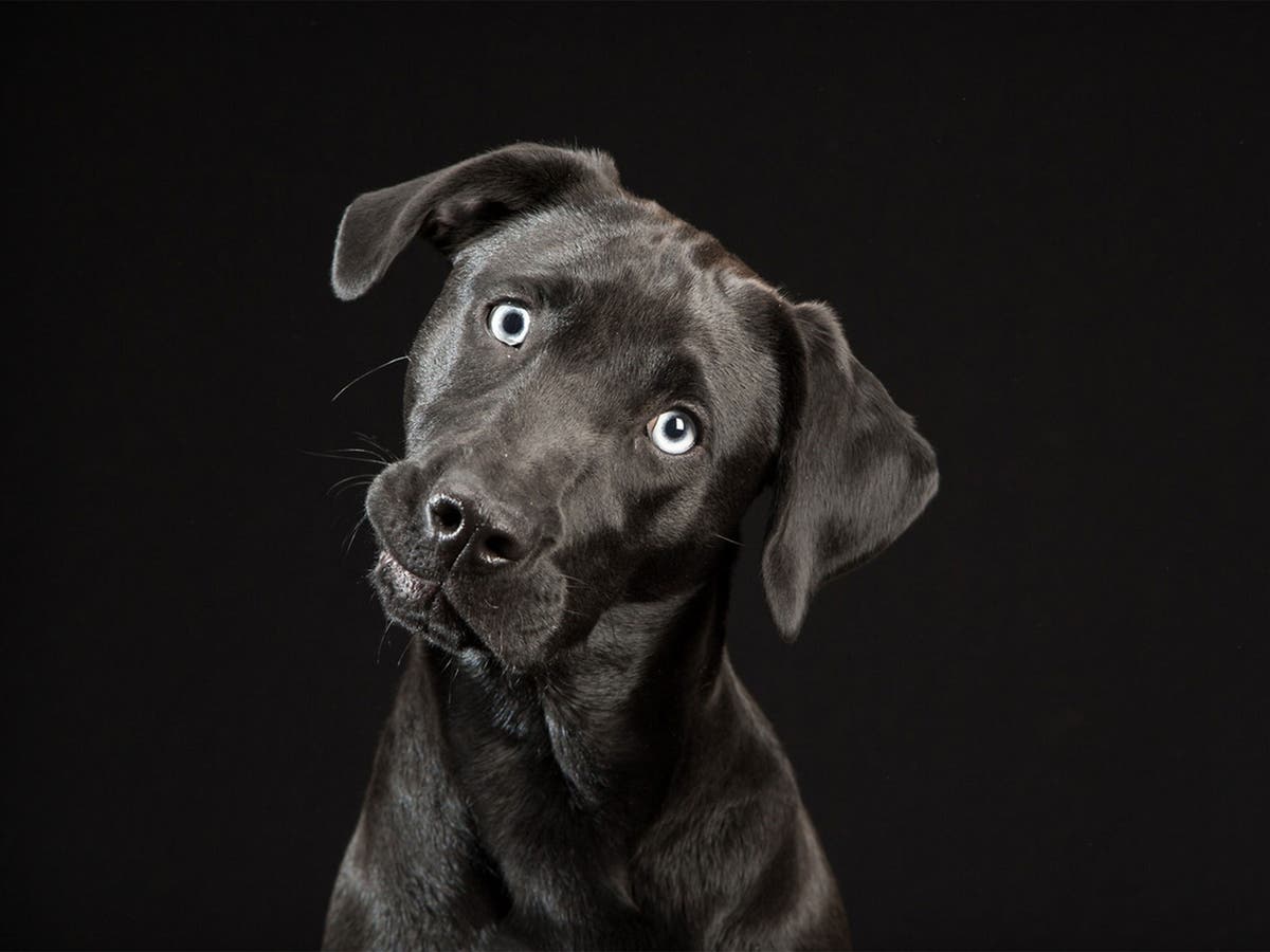 Black Dogs Project: Photographer unveils gallery of dark canines in a ...