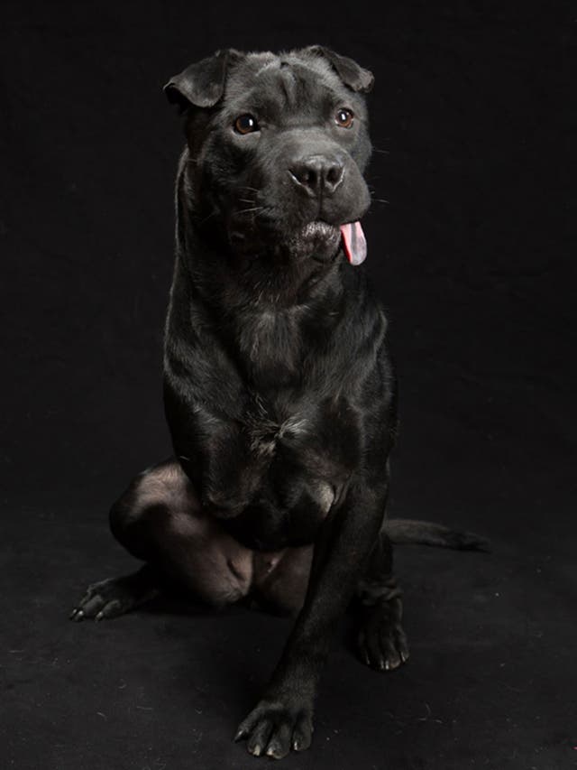 Black Dogs Project: Photographer unveils gallery of dark canines in a ...