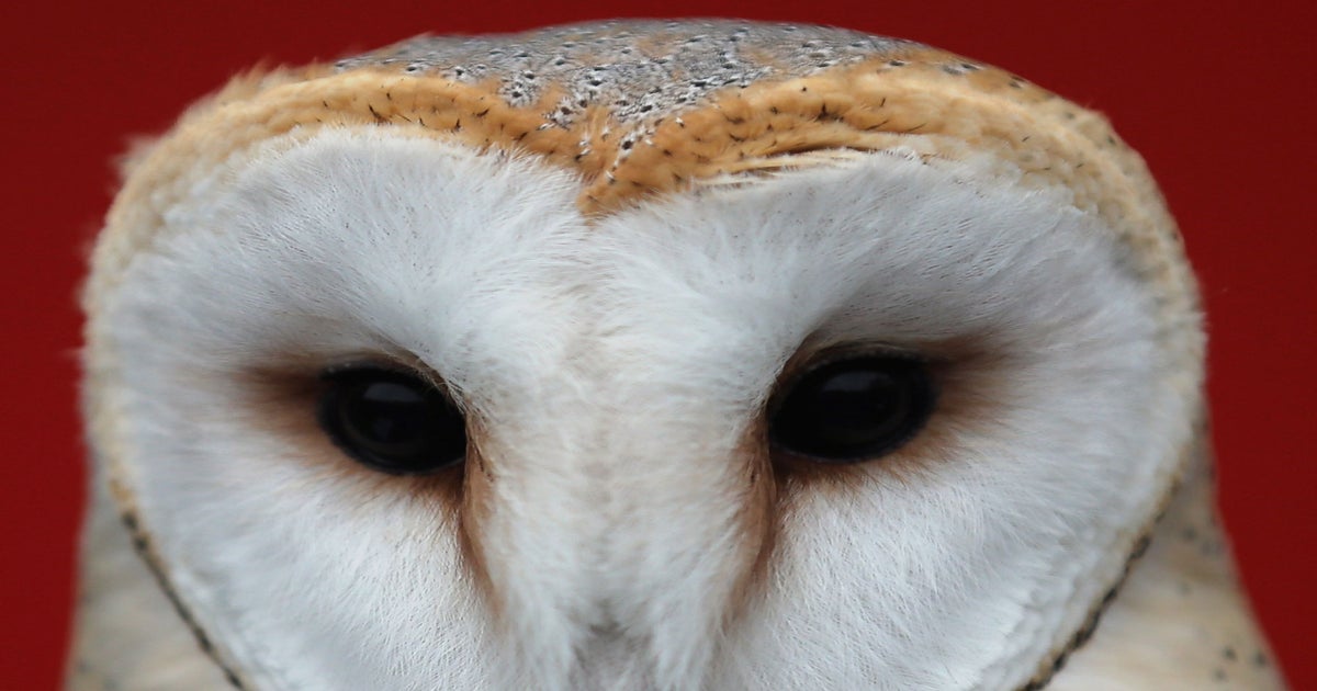 Barn Owl Makeup
