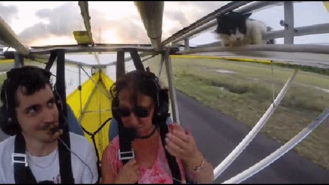 Always remember to check your plane for cat before flight | The ...