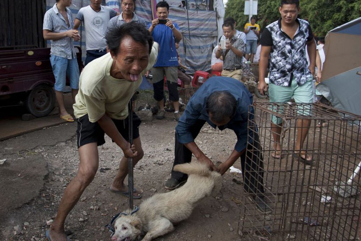 Yulin Dog Meat Festival 2016: What is it? When and where does it happen ...