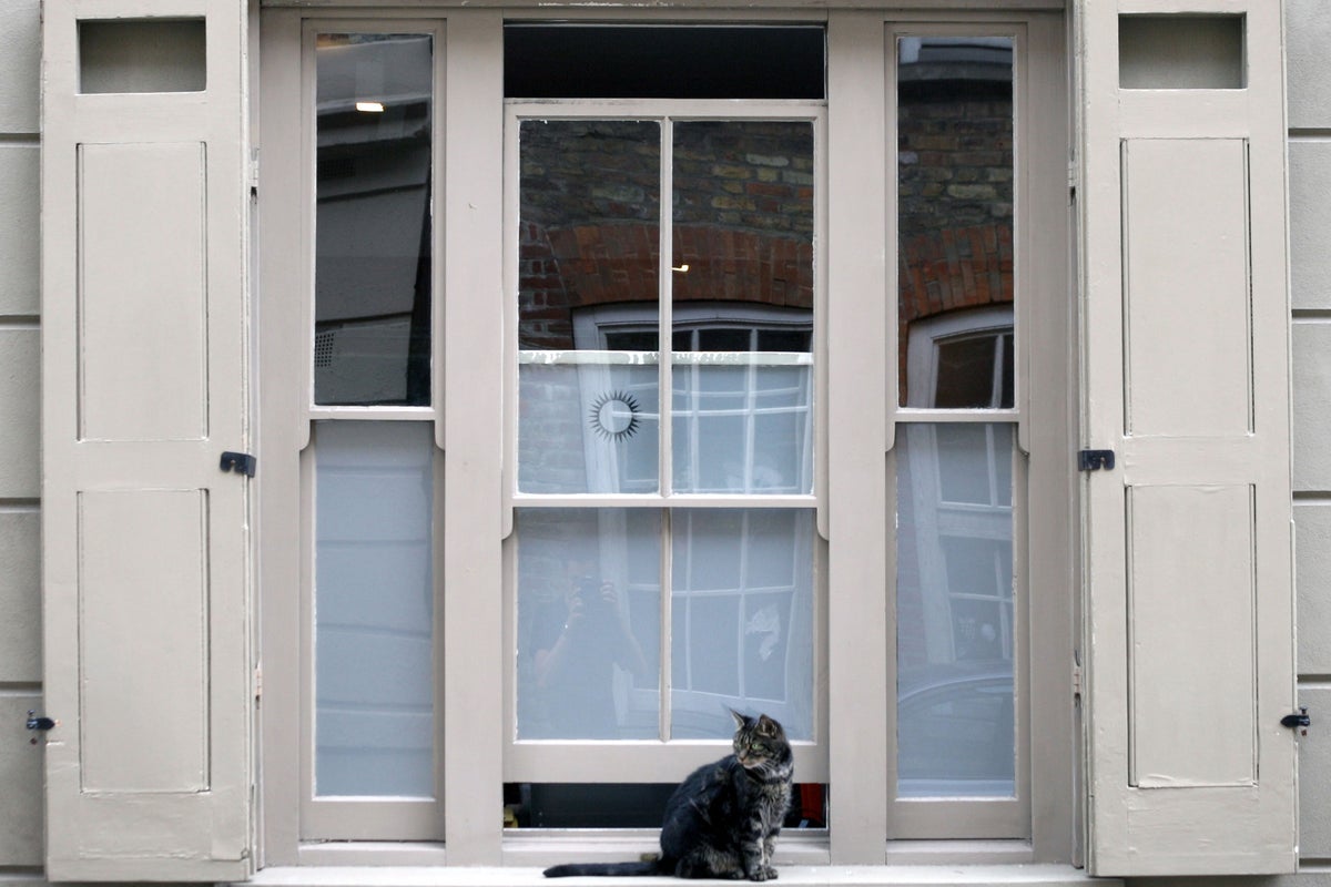 Warning over cats falling out of windows during warm weather after ...