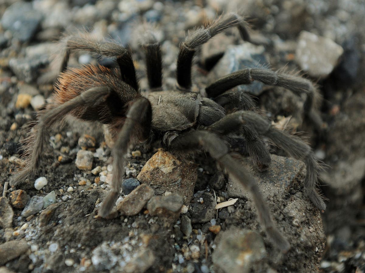 Discovery of 25,000 diving tarantulas could prove lucrative for tiny ...