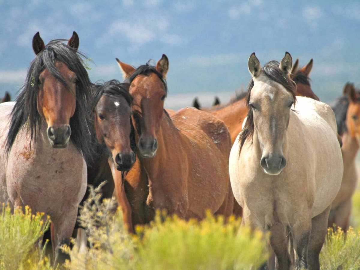 Nevada ranch where horses roam free: Mustang Monument is a pioneering ...