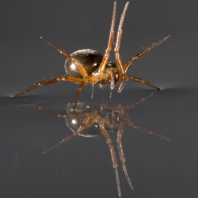 Spiders can 'sail across water like ships' | The Independent | The ...