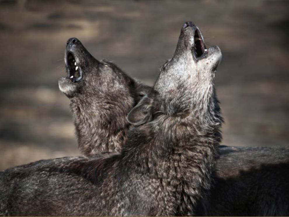 The Wolf Mountains, National Geographic Wild -TV review: Incredible ...