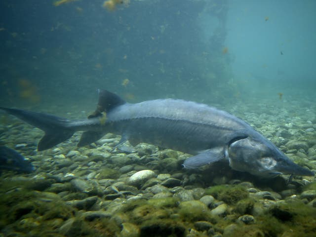 Five-year-old girl killed after sturgeon leaps into her family boat in ...