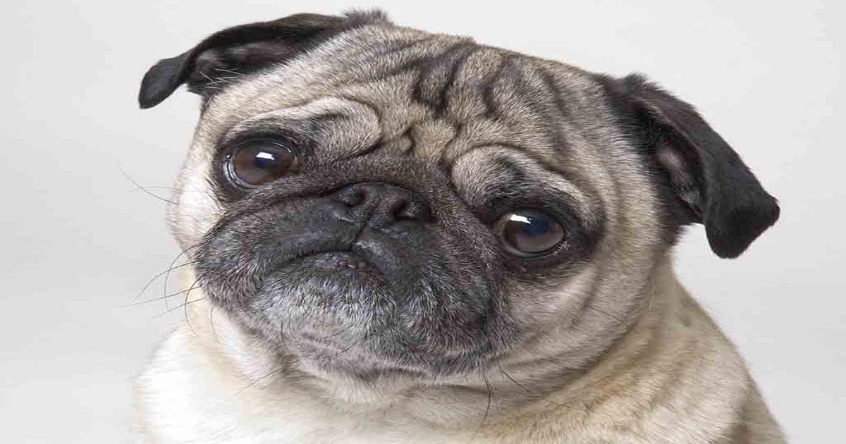 Do Dogs Feel Pain Like Humans