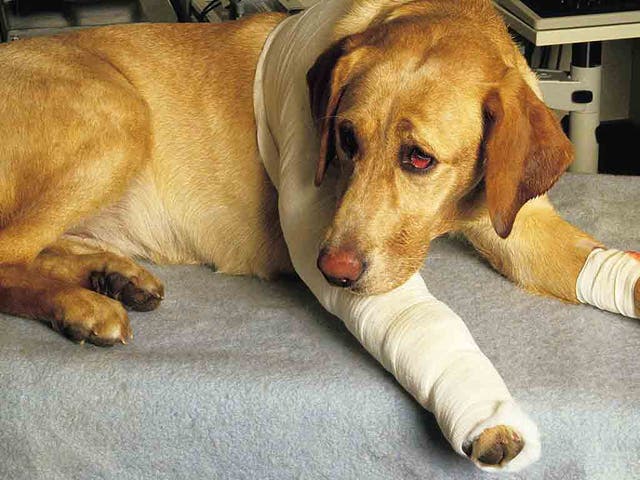 Do animals feel pain in the same way as humans do? | The Independent ...