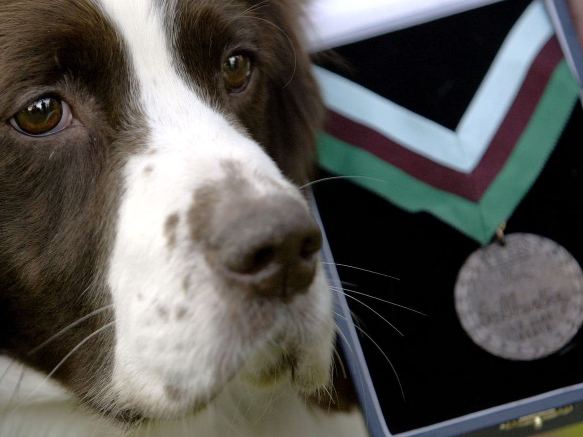 Army bomb sniffer dog Buster who 'saved more than a thousand lives' on ...
