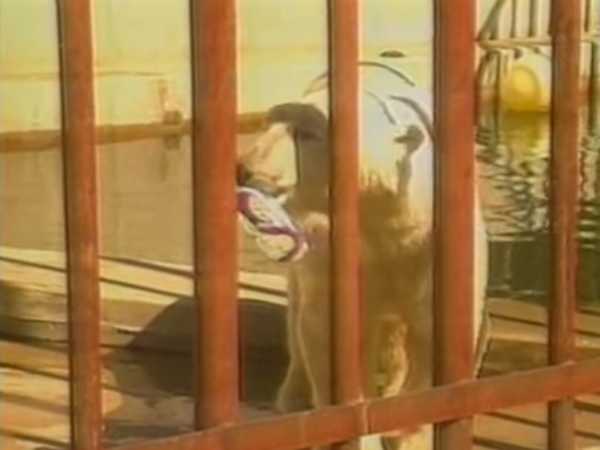Watch video footage of the moment Binky the polar bear attacked ...