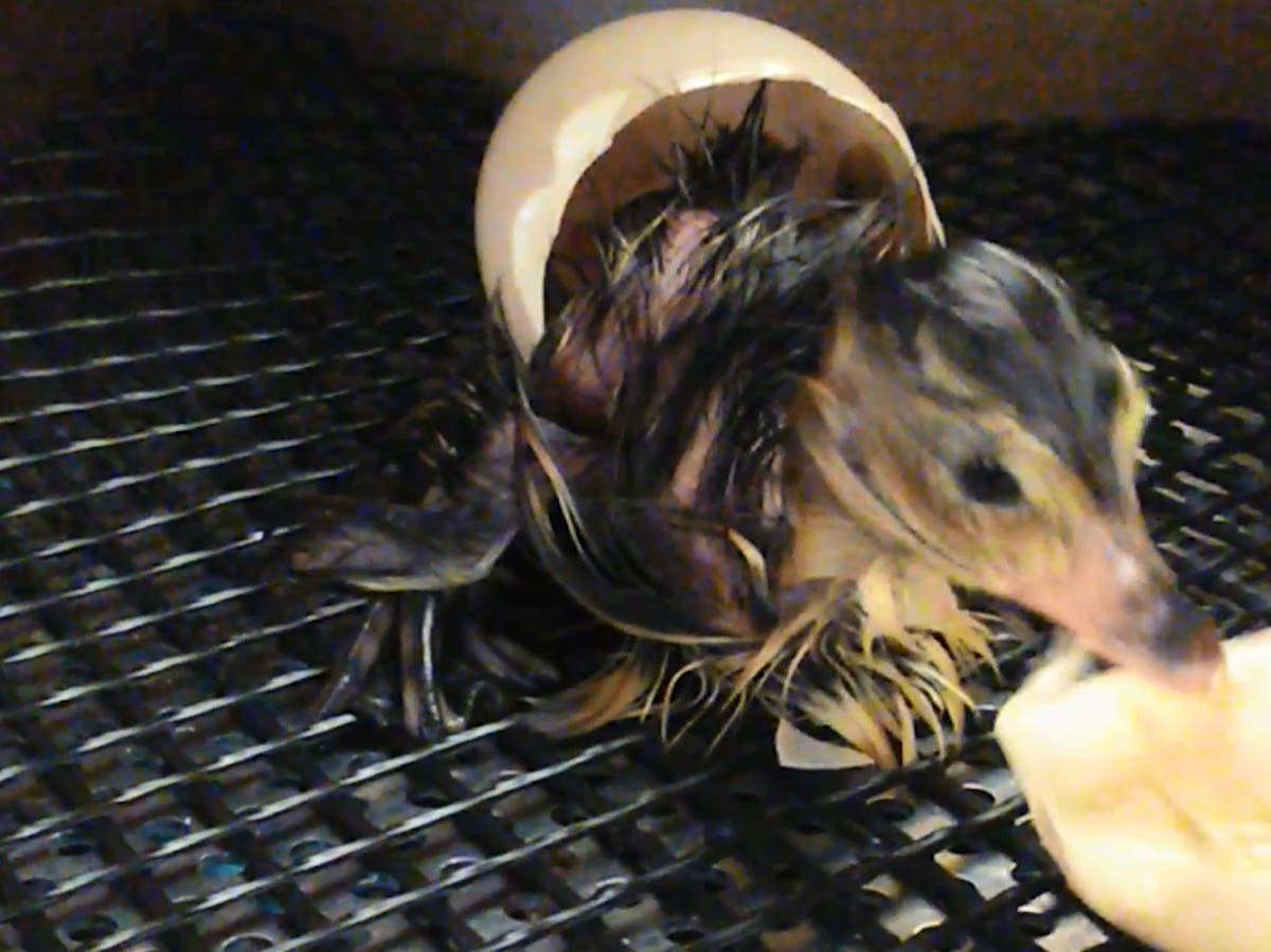 Footage shows the moment one of the world's rarest ducks hatches at ...