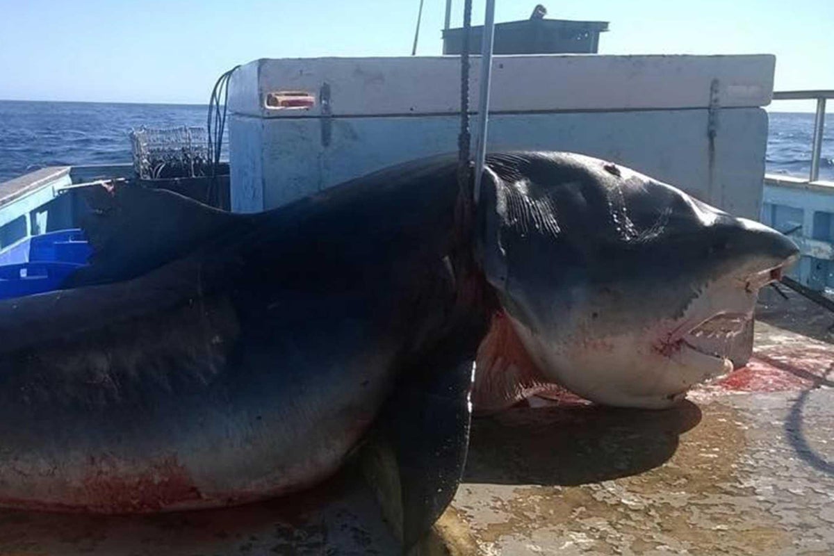 Dead shark picture: Questions remain over Facebook images of enormous ...