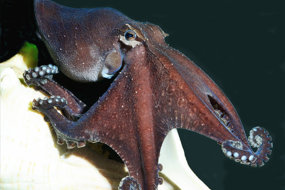 Video shows the moment an octopus eats its prey by playing a trick on a ...