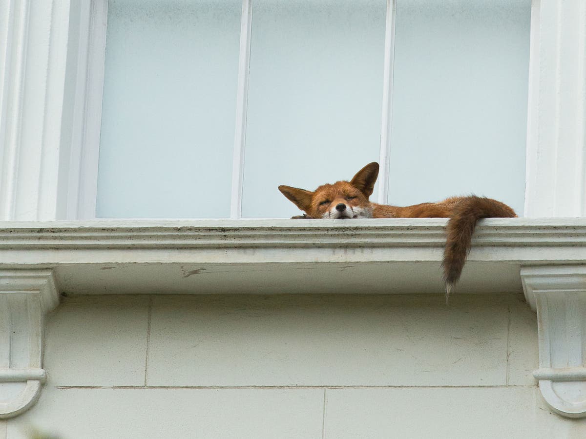 How did it get there? Fox spotted napping on second-floor window sill ...