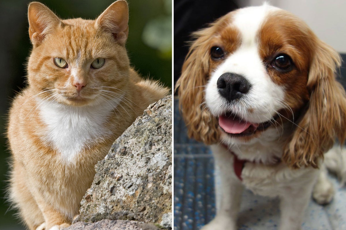 Cats vs dogs: Scientists confirm that felines are better... from an ...