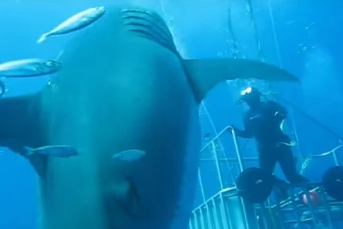 Marine researcher captures video of close encounter with Deep Blue, the ...