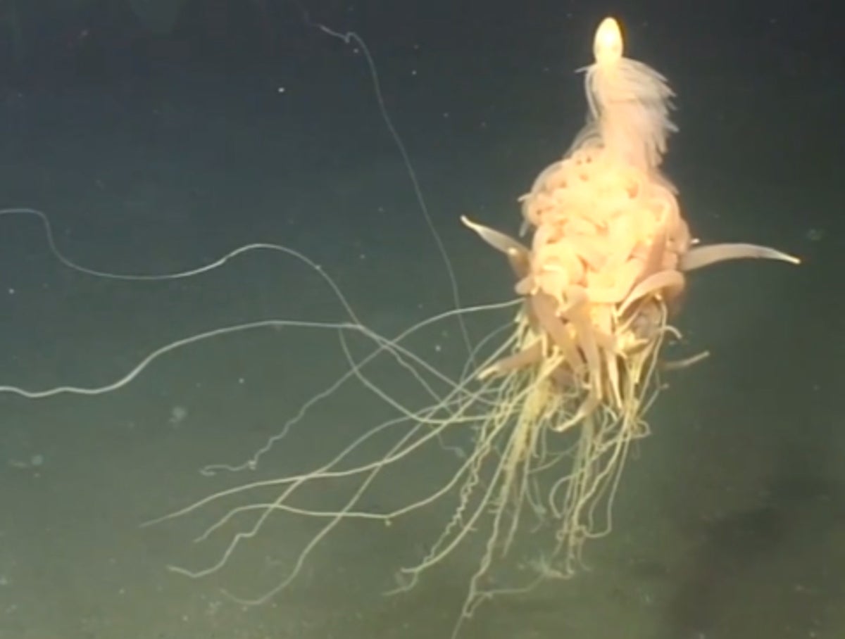 Giant Siphonophore
