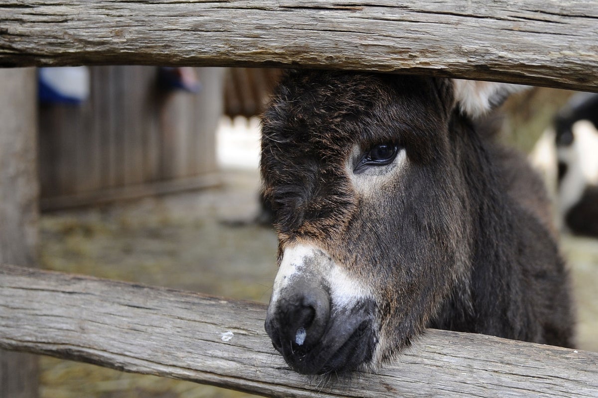 'Exhausted' donkey rescued from storm drain in Cambridgeshire | The ...