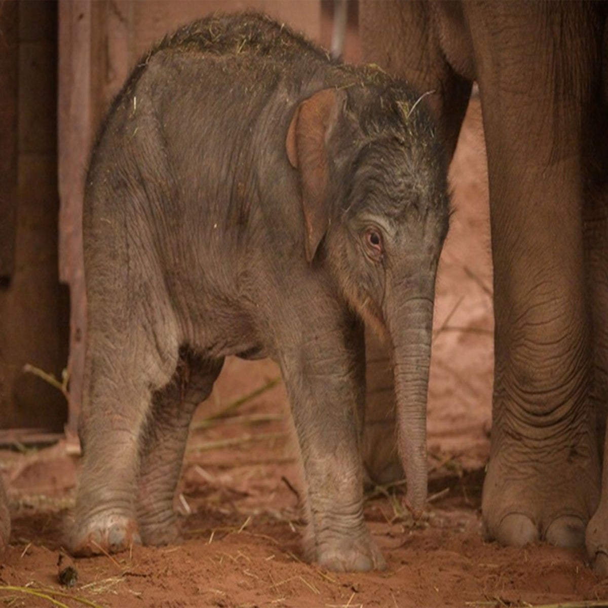 Newborn Pygmy Elephant