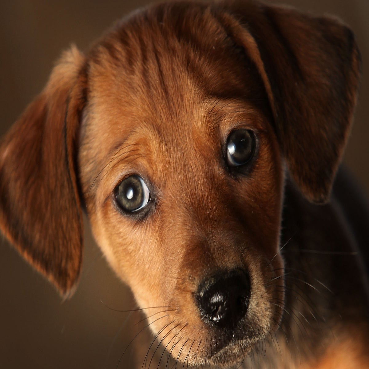 Is It Illegal Not To Chip Your Dog