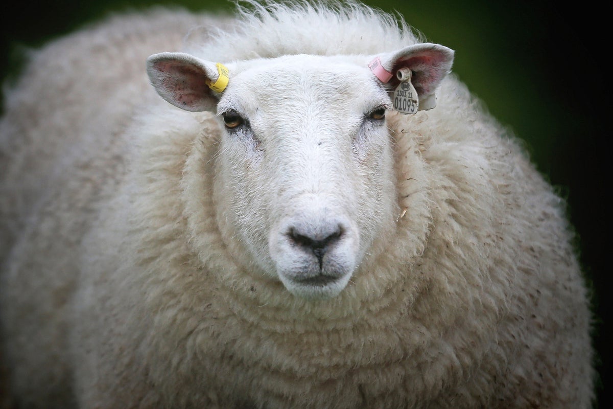 Sheep rustling: Police are studying ancient methods of identification ...