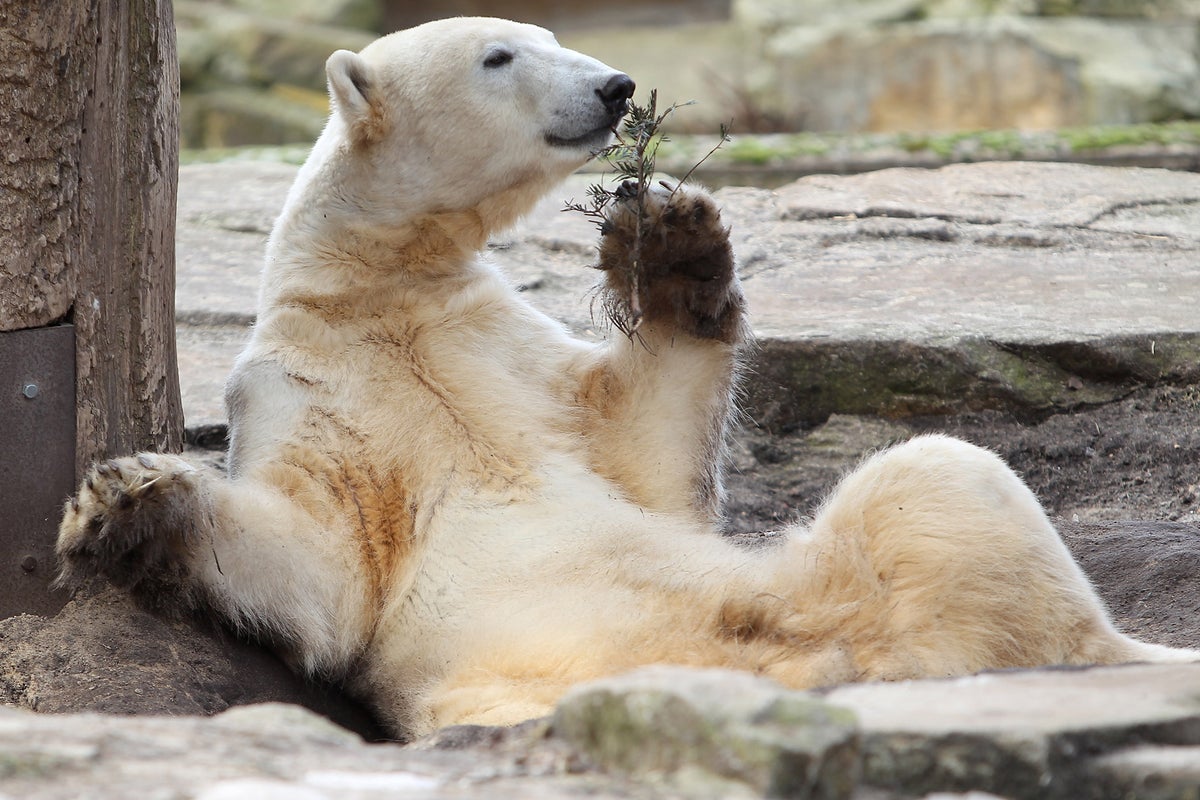 Mystery of celebrity polar bear Knut's death finally solved | The ...