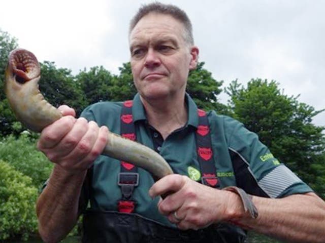 Lamprey fish: Prehistoric river monster has returned to British waters ...