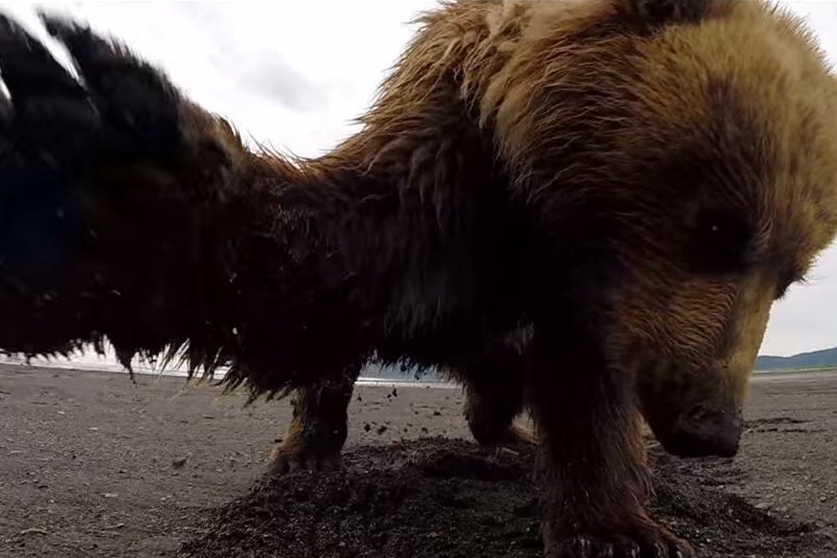 Bear spots a GoPro camera, takes a swing at it | The Independent | The ...