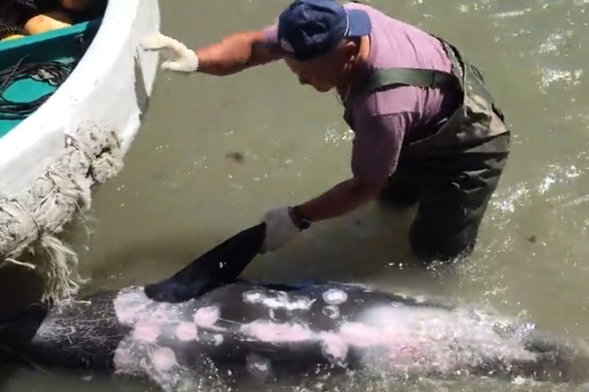 Video captures dolphin trying to escape hunters during Taiji cove ...