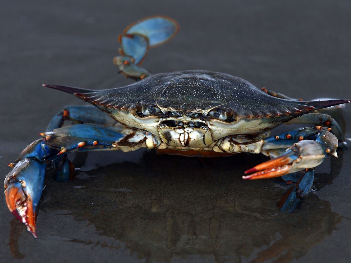Group of crabs invade the Newcastle Metro after making a bid for ...