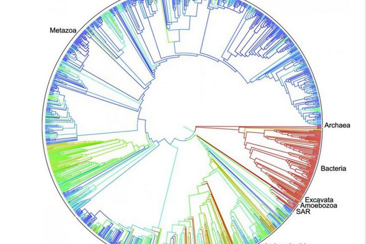 Scientists release 'complete' tree of life which shows how 2.3 million ...