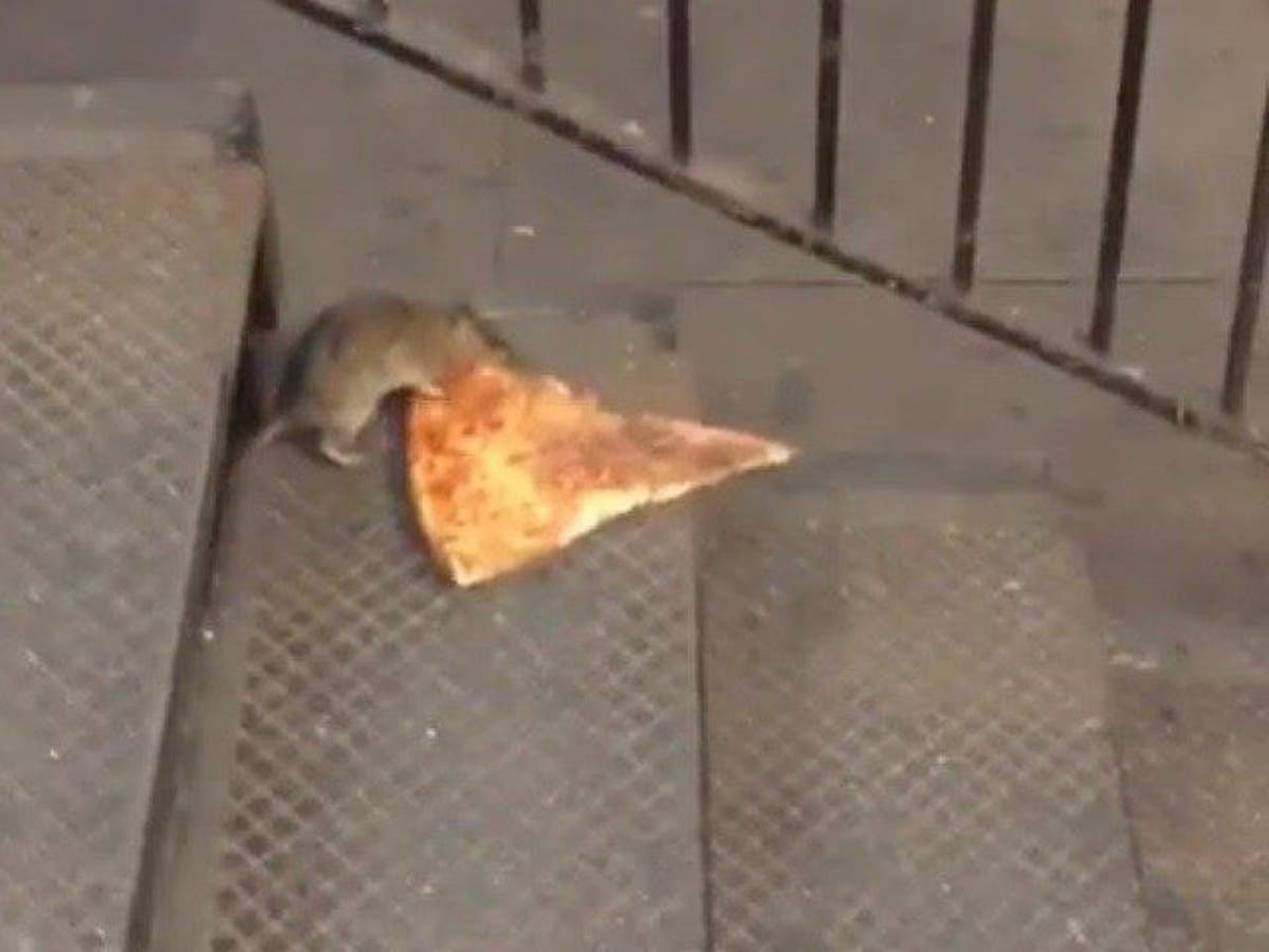 Watch #‎PizzaRat‬: video of determined New York rodent dragging giant ...